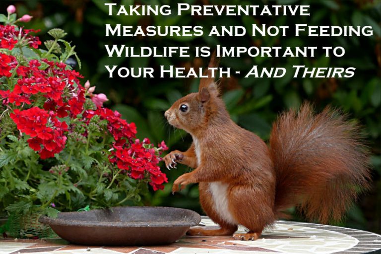 Taking Preventative Measures and Not Feeding Wildlife is Important to ...