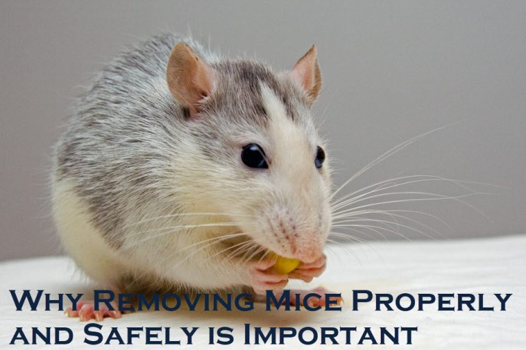 Why Removing Mice Properly and Safely is Important