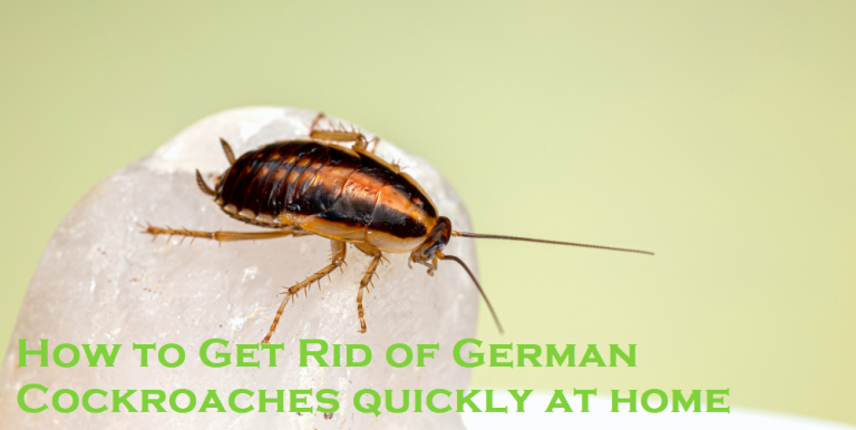 How to Get Rid of German Cockroaches quickly at home
