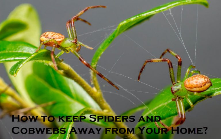 How to keep Spiders and Cobwebs Away from Your Home