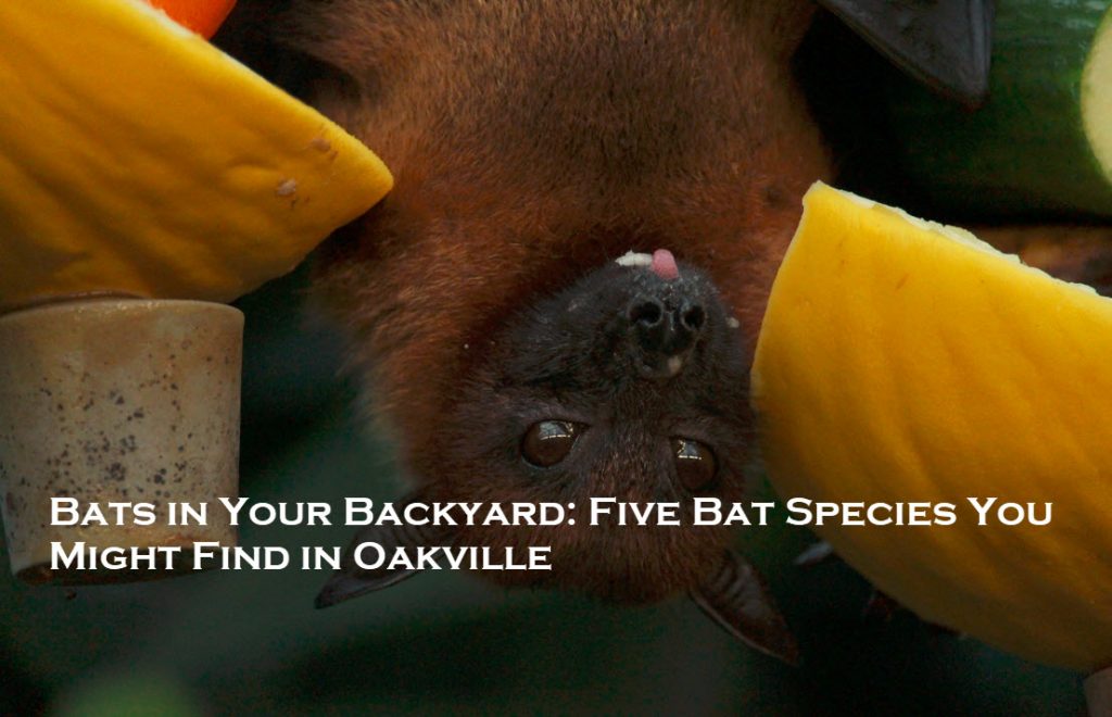 Bats in Your Backyard: Five Bat Species You Might Find in Oakville
