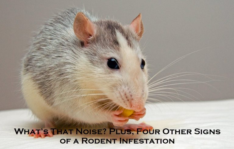 What’s That Noise? Plus, Four Other Signs of a Rodent Infestation